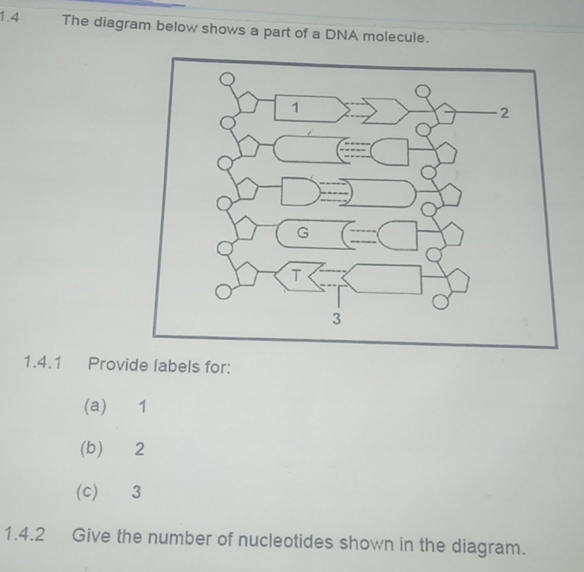 The diagram below shows a part of a DNA molecule. 1.4.1 Provide labels f..