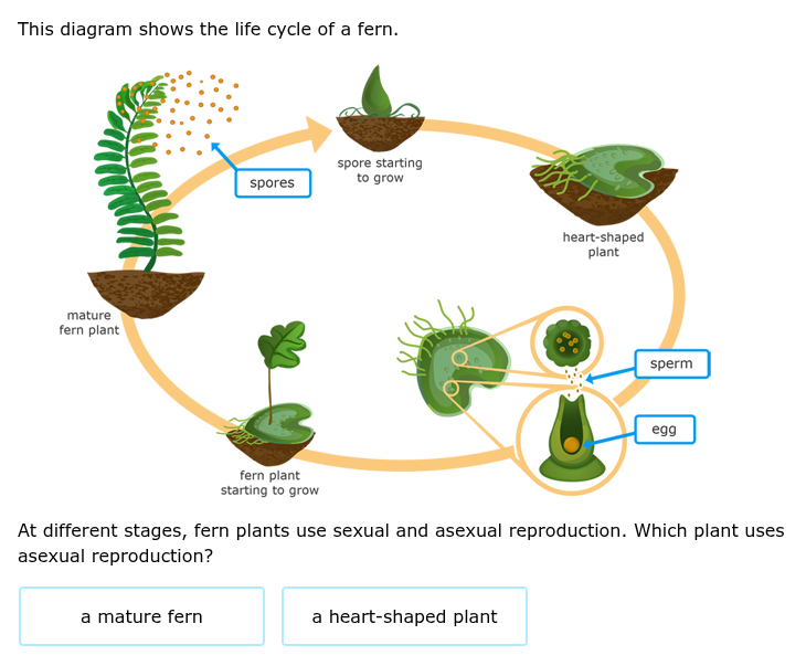 This diagram shows the life cycle of a fern. At different stages, fern p..