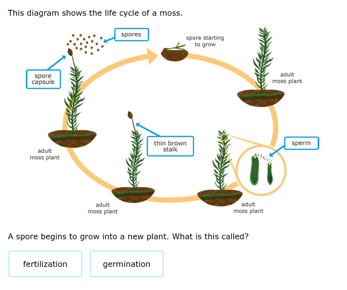 This diagram shows the life cycle of a moss. A spore begins to grow into..
