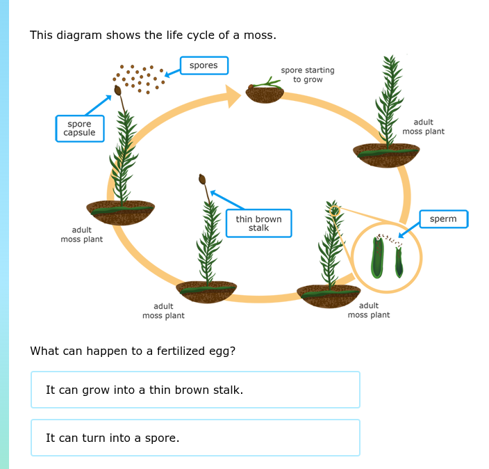 This diagram shows the life cycle of a moss. What can happen to a fertil..