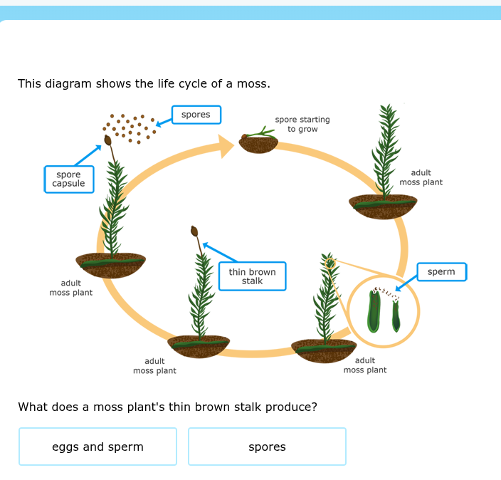 This diagram shows the life cycle of a moss. What does a moss plant's th..
