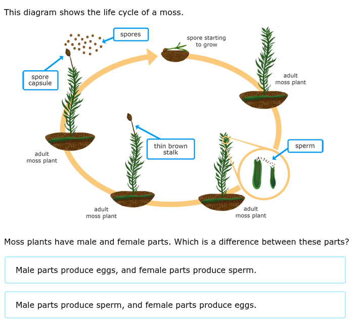 This diagram shows the life cycle of a moss. Moss plants have male and f..