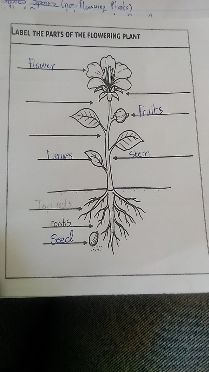 Label the parts of the flowering plant shown in the diagram. | Filo