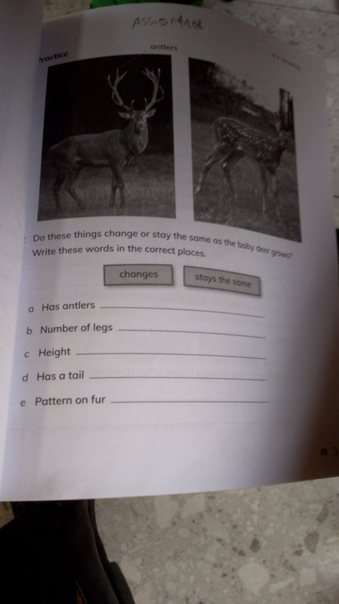 Do these things change or stay the same as the baby deer grows? Write the..