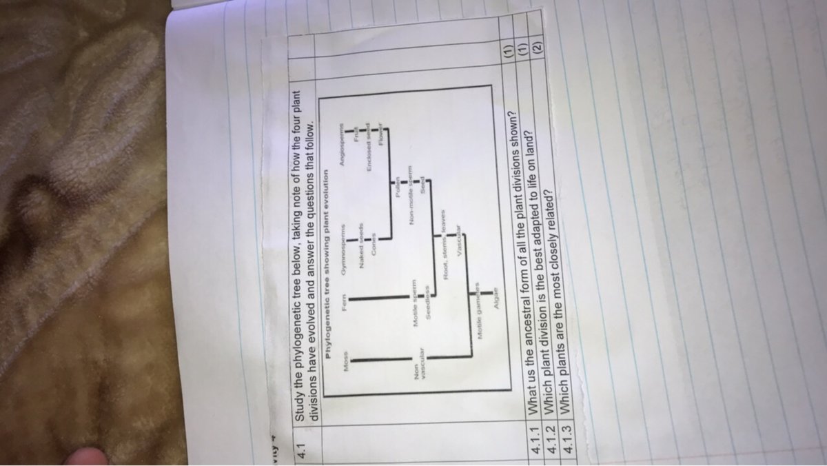 Study the phylogenetic tree below, taking note of how the four plant divi..