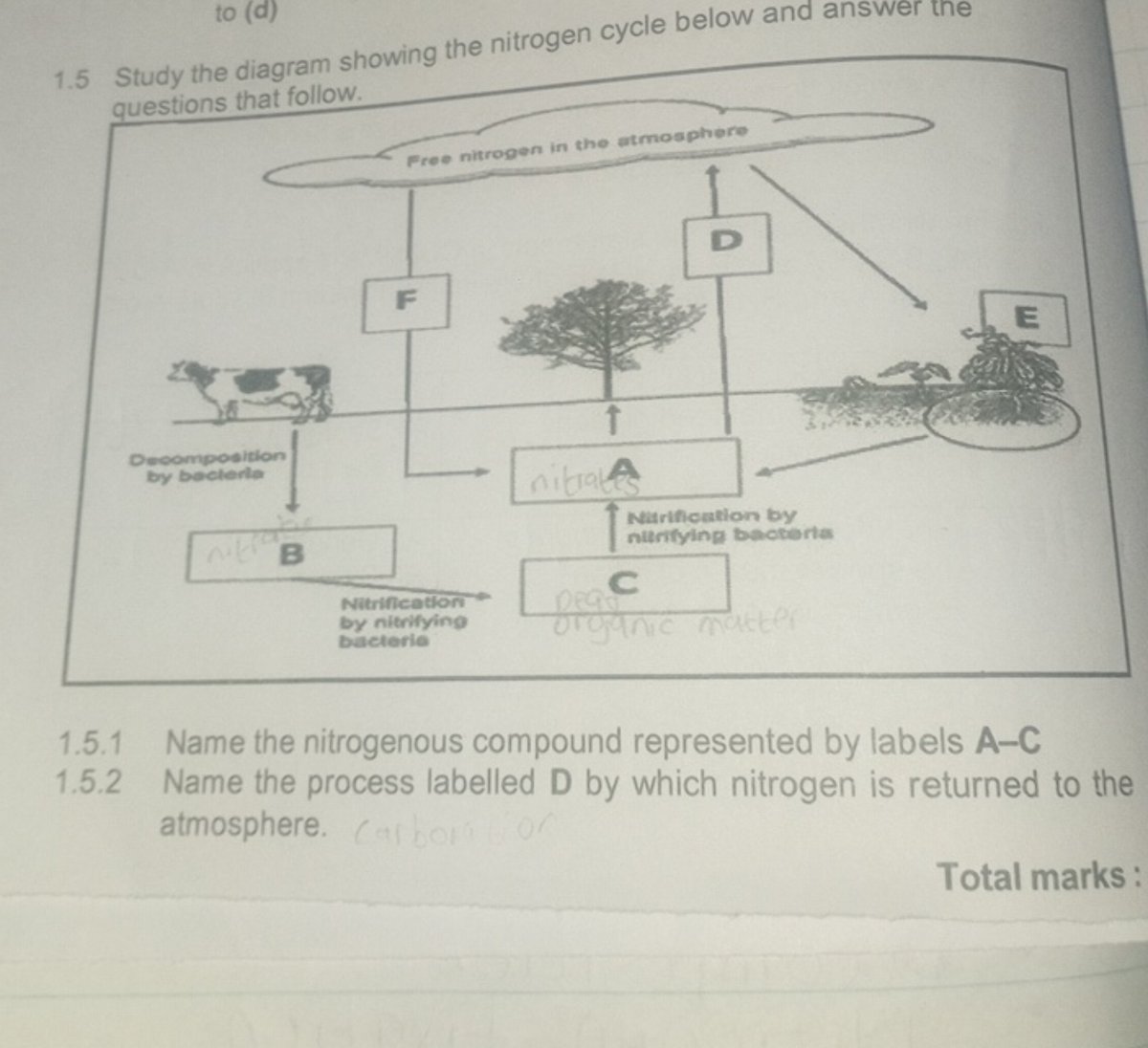 1.5 Study the diagram showing the nitrogen cycle below and answer the que..