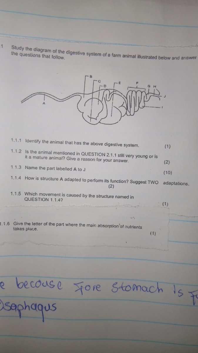 Study the diagram of the digestive system of a farm animal illustrated be..