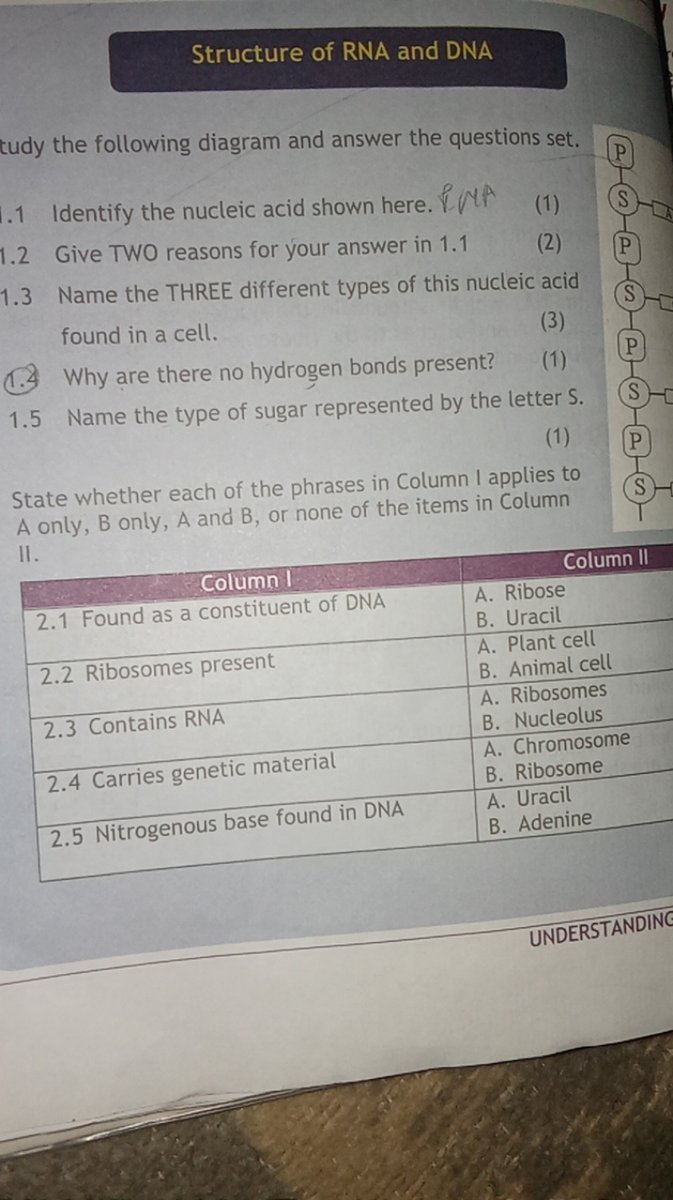 Structure of RNA and DNA Study the following diagram and answer the ques..