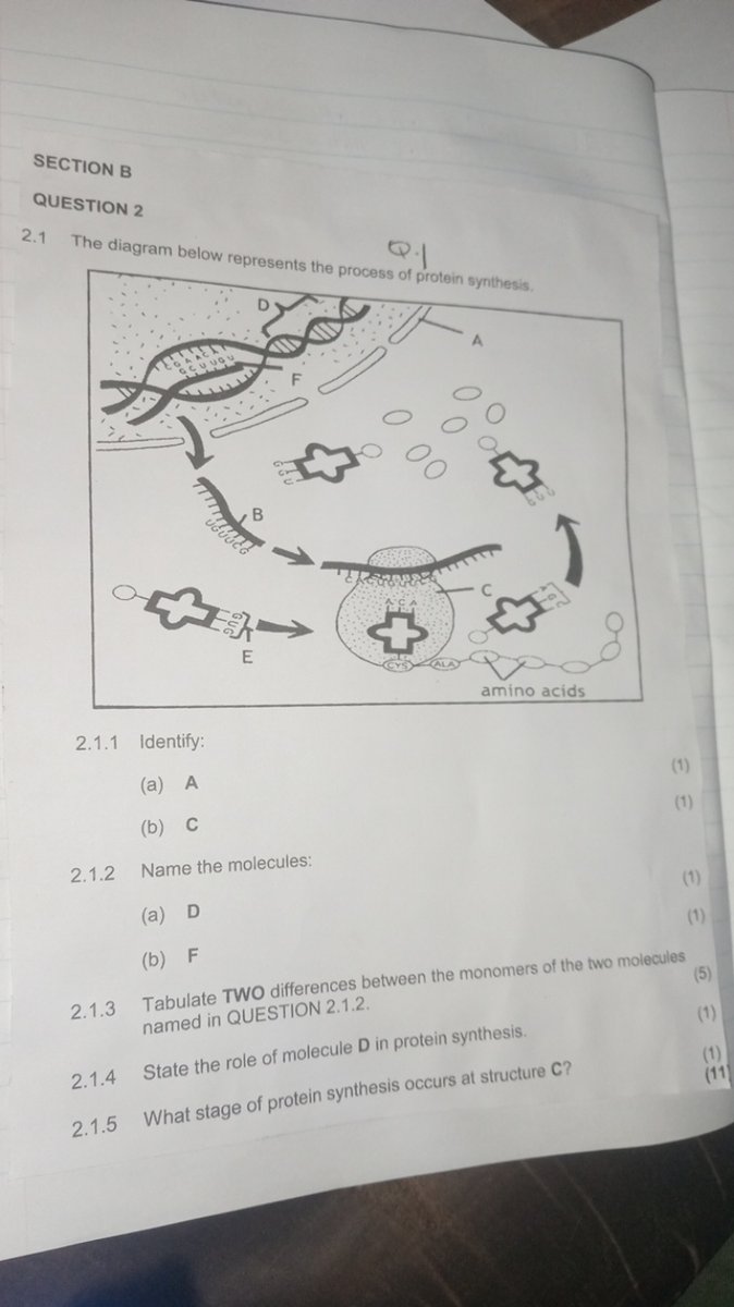 SECTION B QUESTION 2 2.1 The diagram below represents the process of prot..