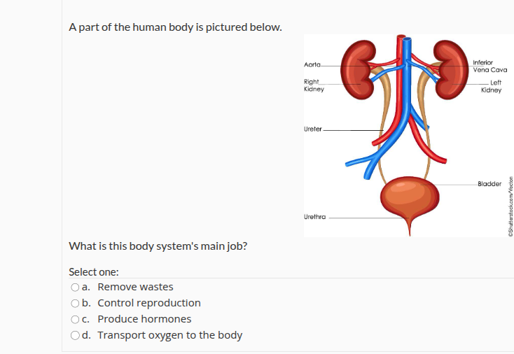 A part of the human body is pictured below. What is this body system's m..
