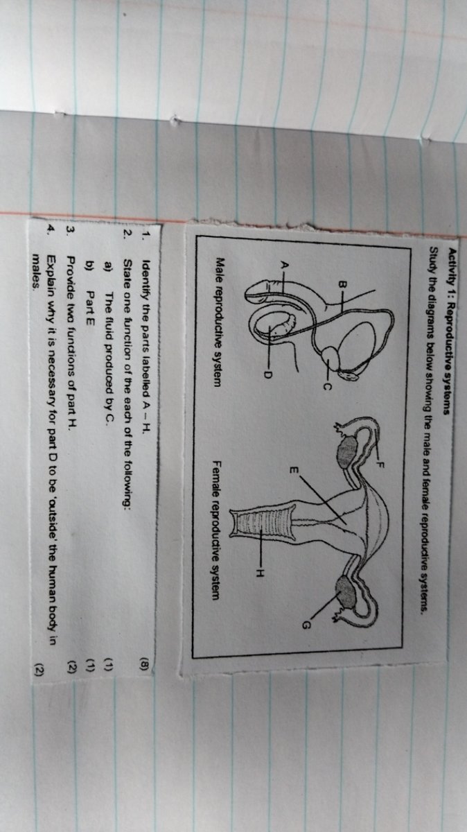 Activity 1: Reproductive systems Study the diagrams below showing the mal..