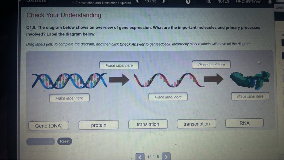 Q1.9. The diagram below shows an overview of gene expression. What are th..