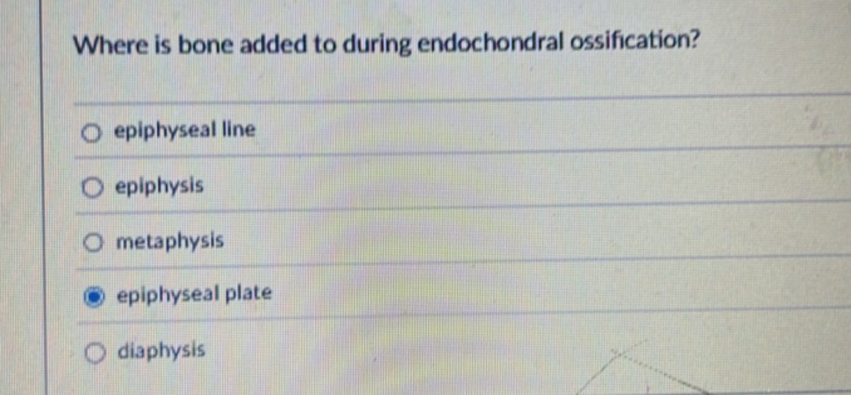 Where is bone added to during endochondral ossification? epiphyseal line..