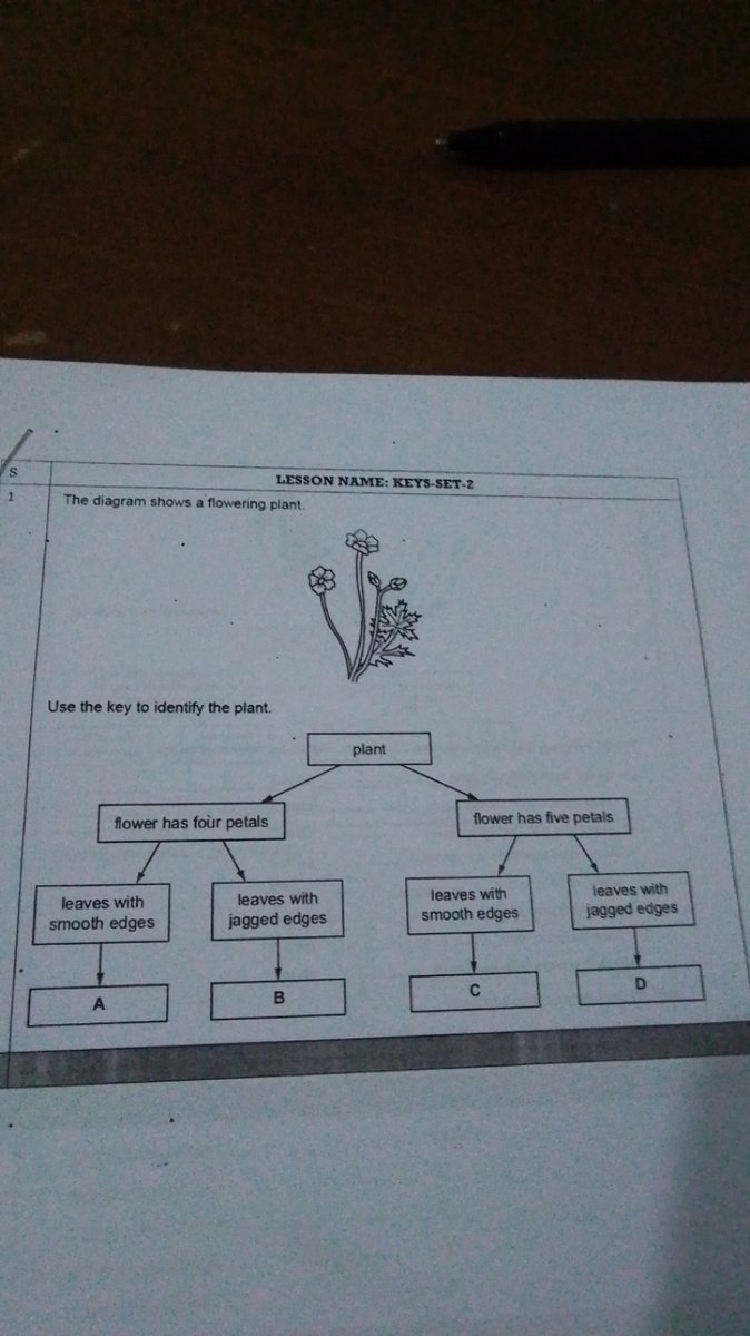 The diagram shows a flowering plant. Use the key to identify the plant.