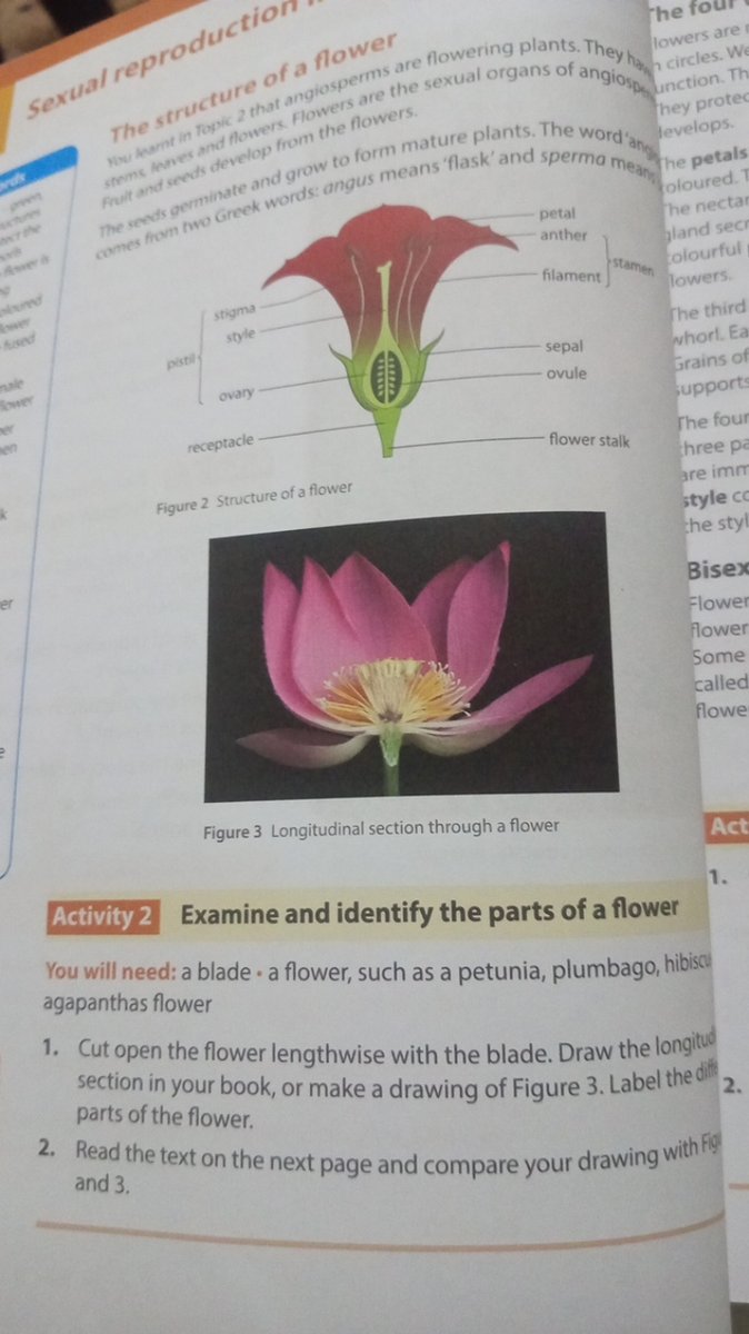 Activity 2: Examine and identify the parts of a flower You will need: a