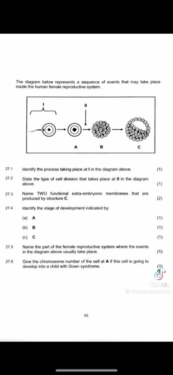 The diagram below represents a sequence of events that may take place ins..
