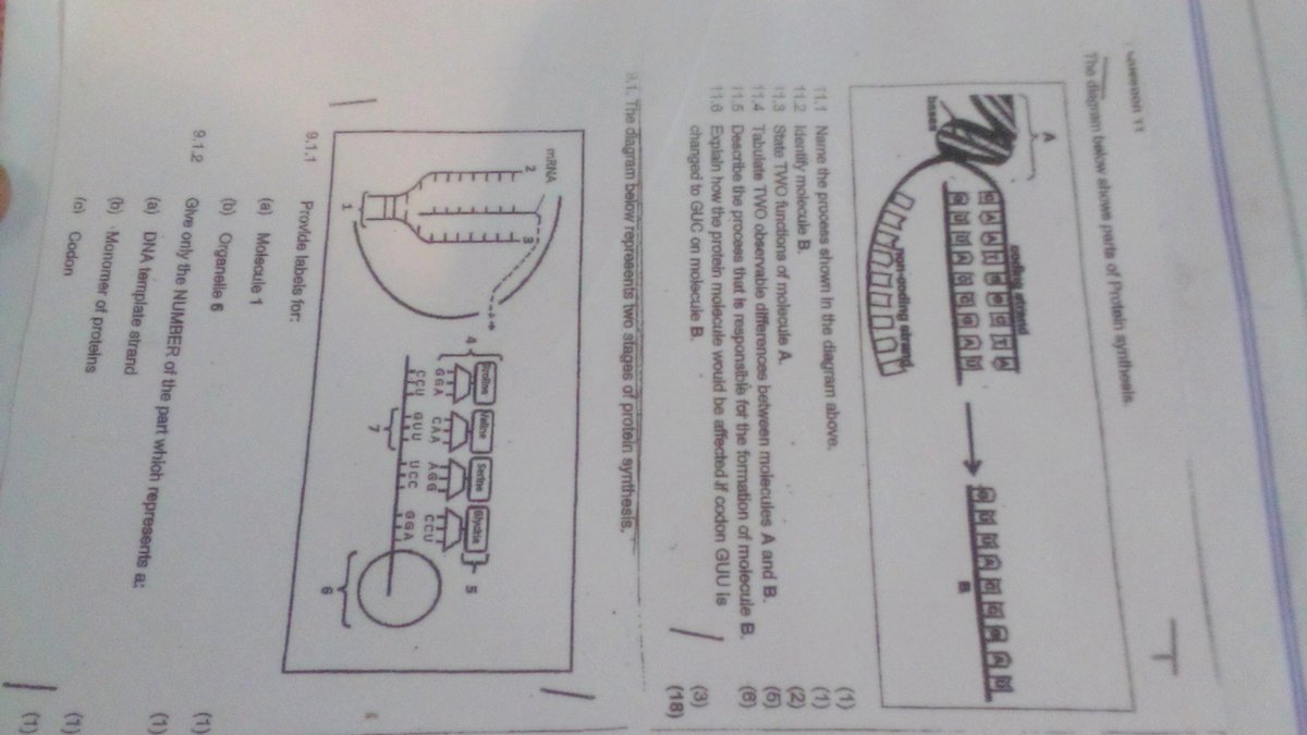 Question 11: The diagram below shows parts of Protein synthesis. Image D..