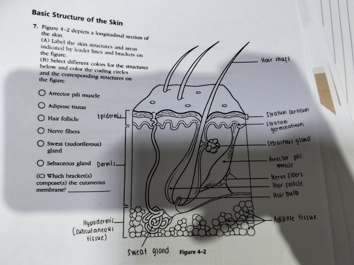 Basic Structure of the Skin Figure 4-2 depicts a longitudinal section of..