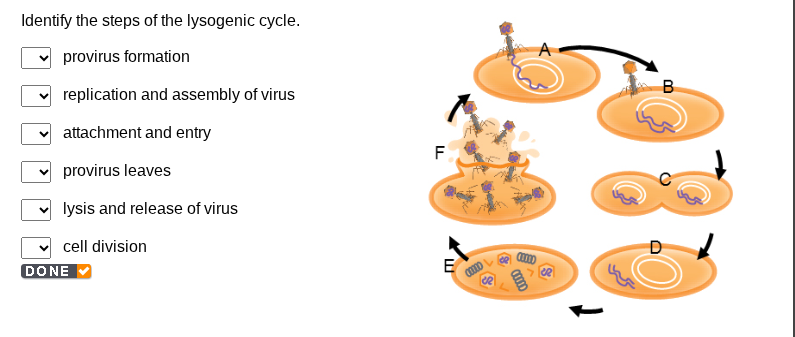 Identify the steps of the lysogenic cycle. provirus formation replicatio..