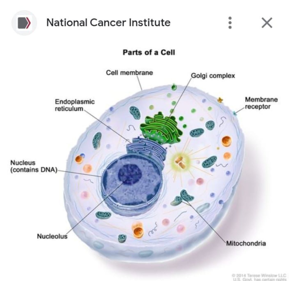 The image shows the parts of a cell. Identify and label the different org..