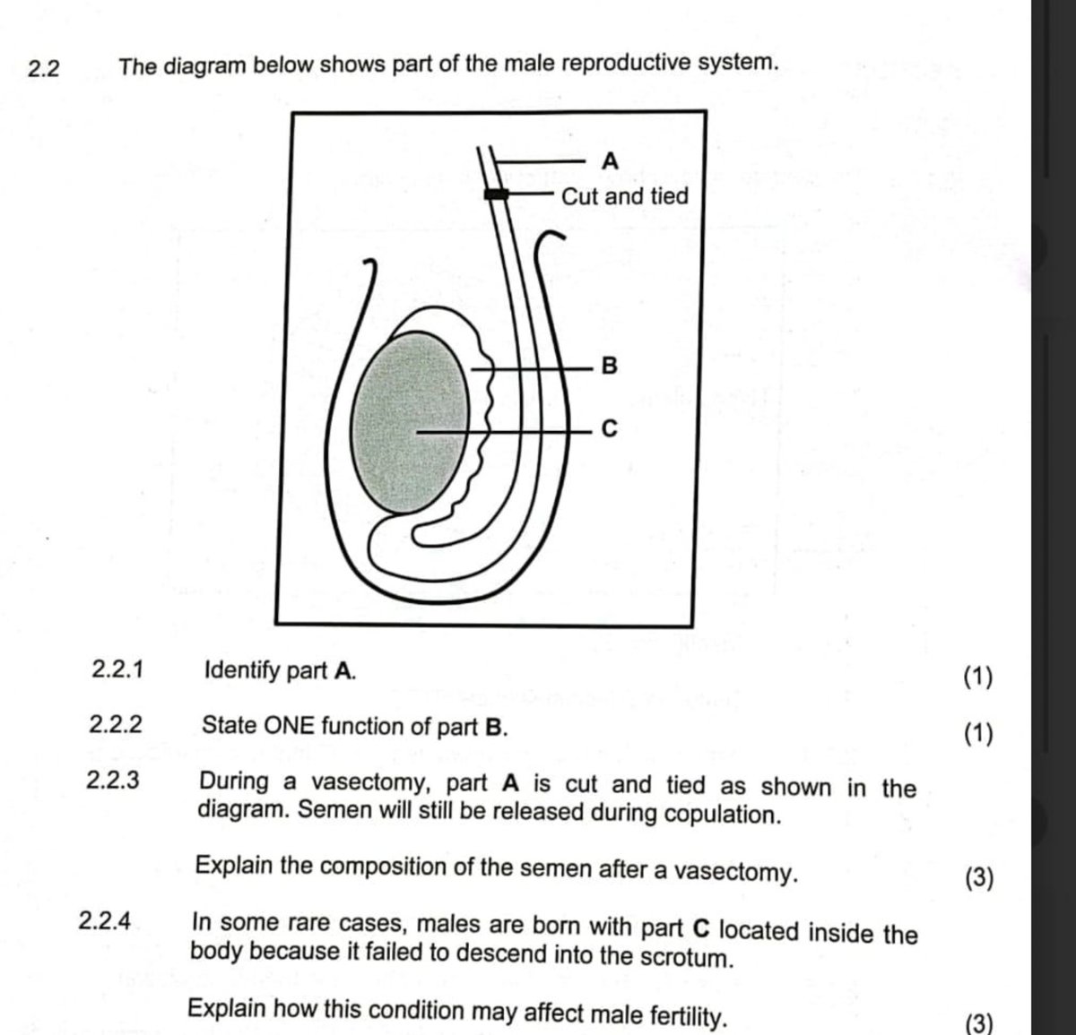 2.2 The diagram below shows part of the male reproductive system. [Diagr..