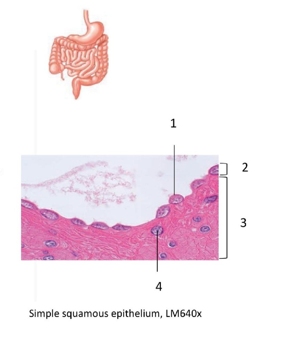 The image shows a simple squamous epithelium, LM640x. Identify the parts