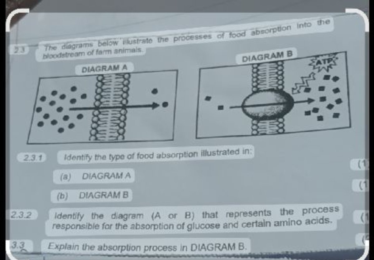 The diagrams below illustrate the processes of food absorption into the b..