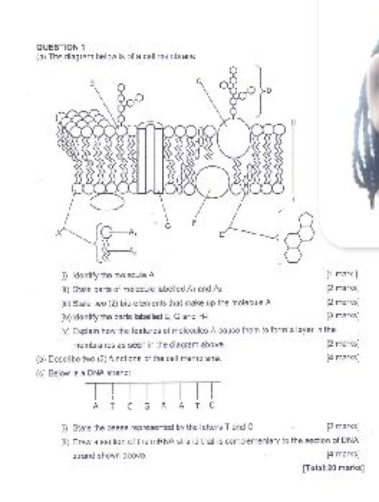 QUESTION 1 (a) The diagram below is of a cell membrane. Diagram of a cel..
