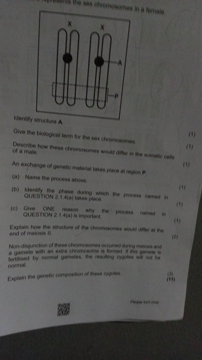 Identify structure A the sex chromosomes in a female. (1) Give the biolog..
