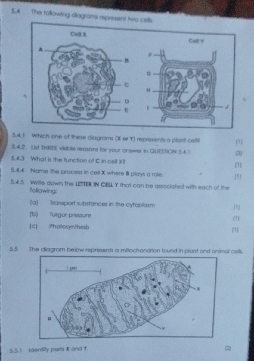 5.4 The following diagrams represent two cells: Cell X (Diagram of an an..
