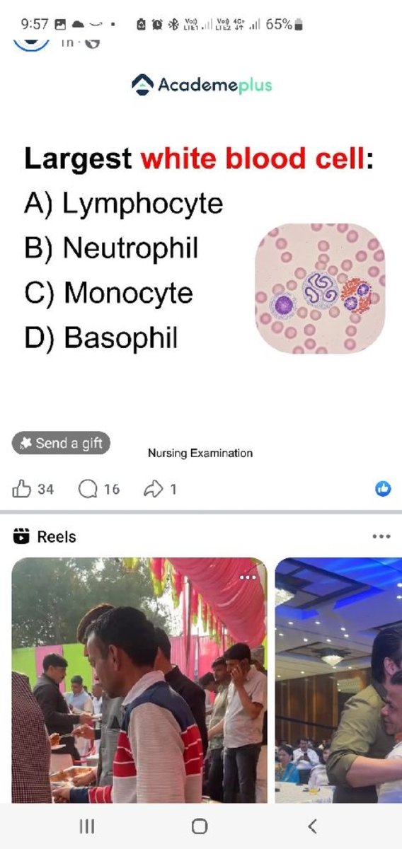 Largest white blood cell: A) Lymphocyte B) Neutrophil C) Monocyte D) Baso..