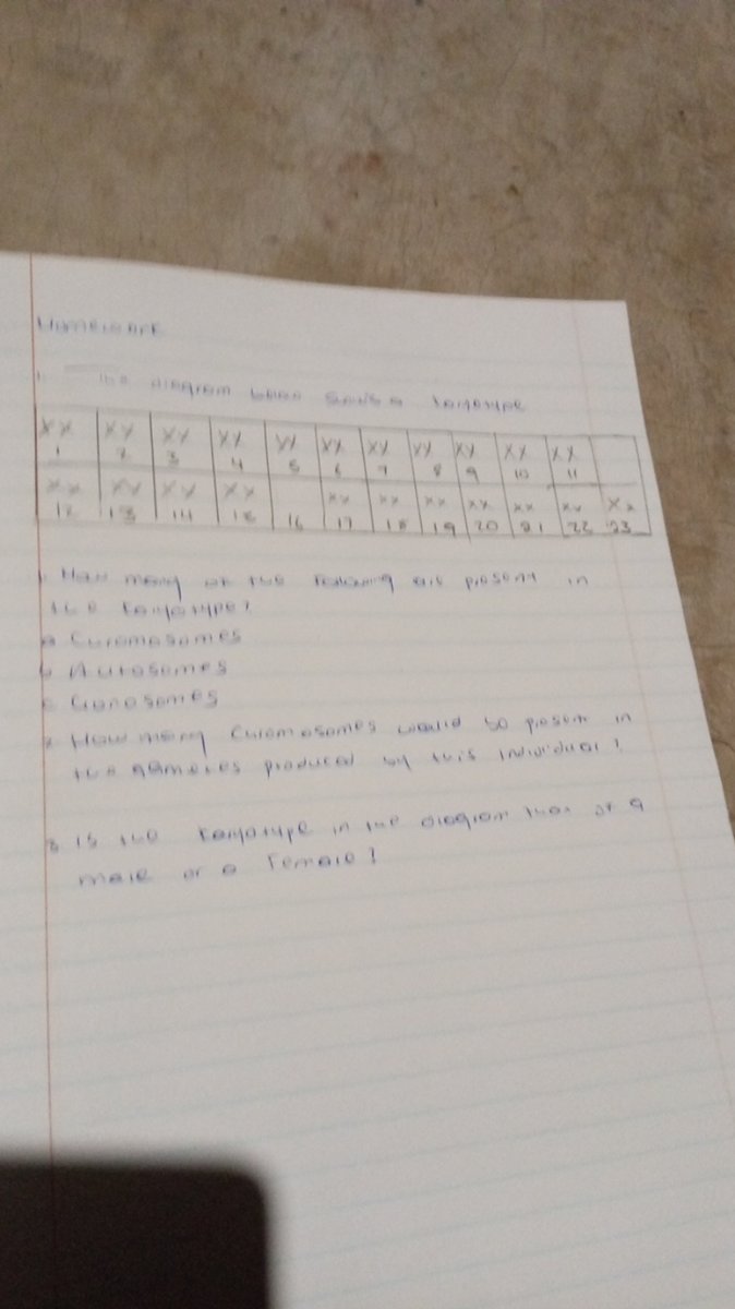 Here is a diagram showing a karyotype: | XX | XY | XY | XY | XY | XX | X..
