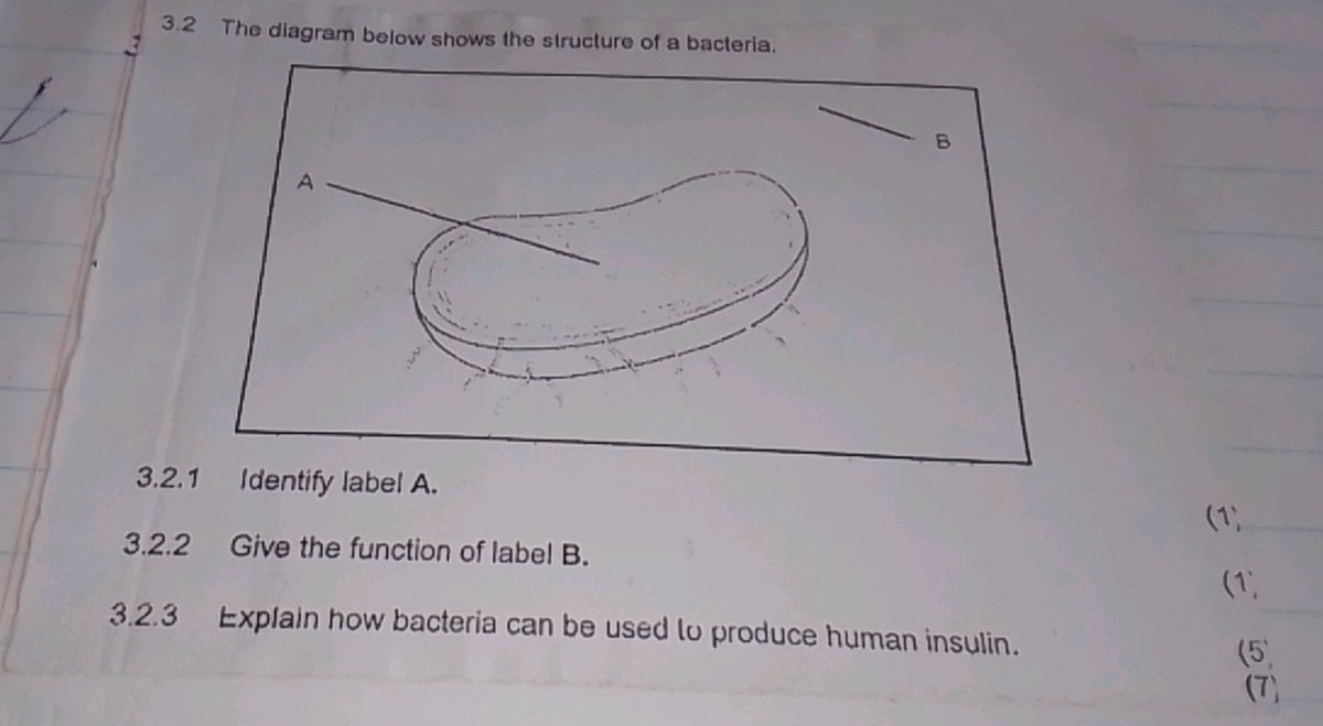 3.2 The diagram below shows the structure of a bacteria. [Diagram of a b..