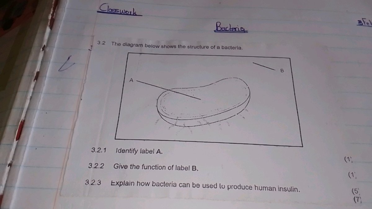 Classwork Bacteria 3.2 The diagram below shows the structure of a bacte..