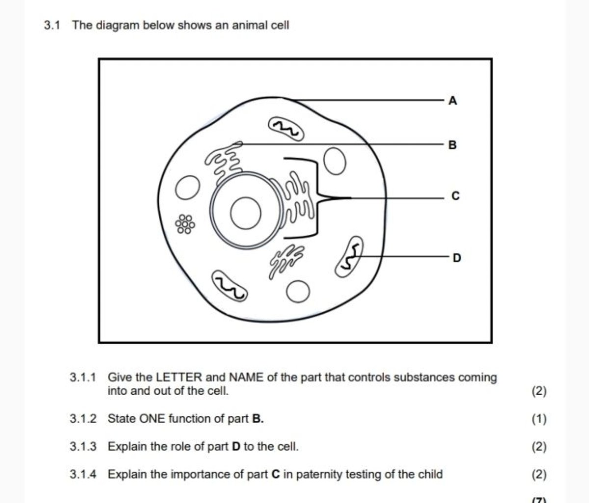 3.1 The diagram below shows an animal cell A B C D 3.1.1 Give the LETTE..