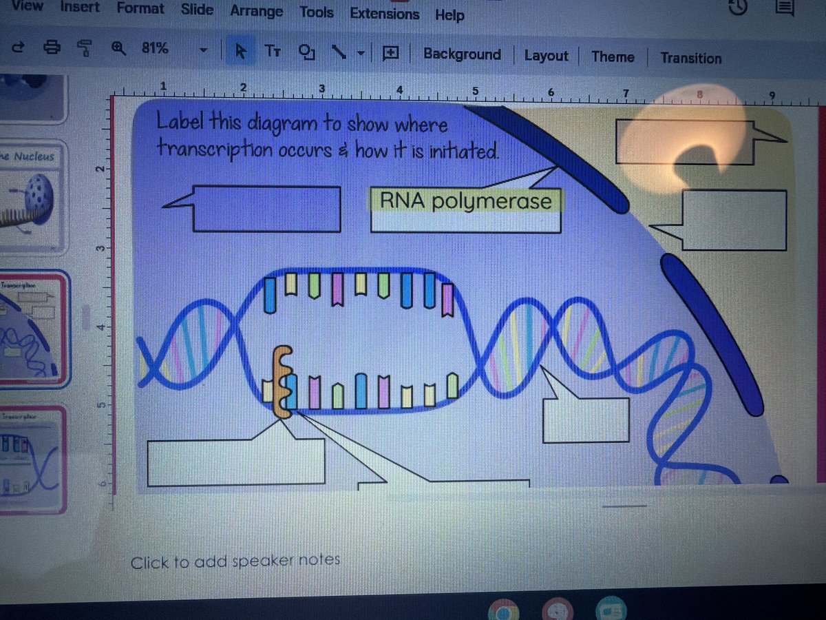 Label this diagram to show where transcription occurs & how it is initiat..