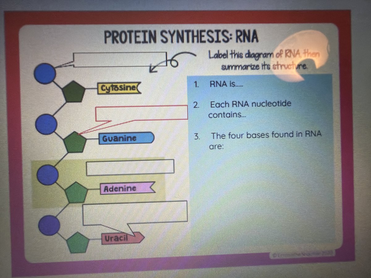PROTEIN SYNTHESIS: RNA Label this diagram of RNA, then summarize its str..