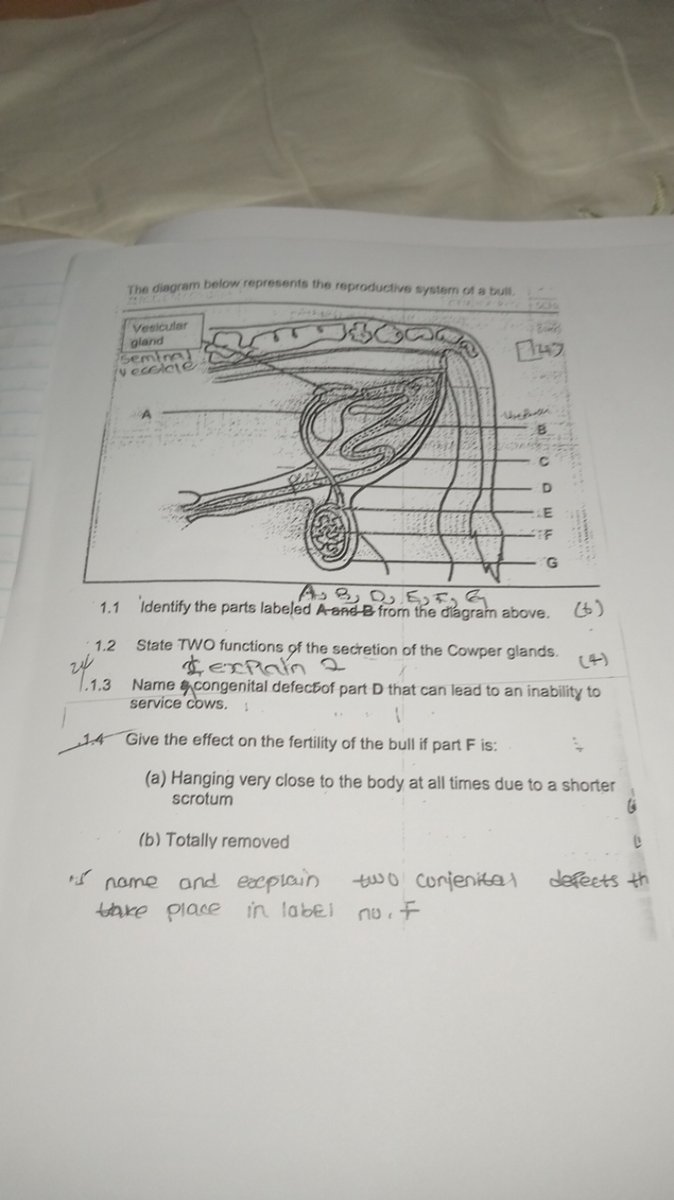 The diagram below represents the reproductive system of a bull. Diagram:..