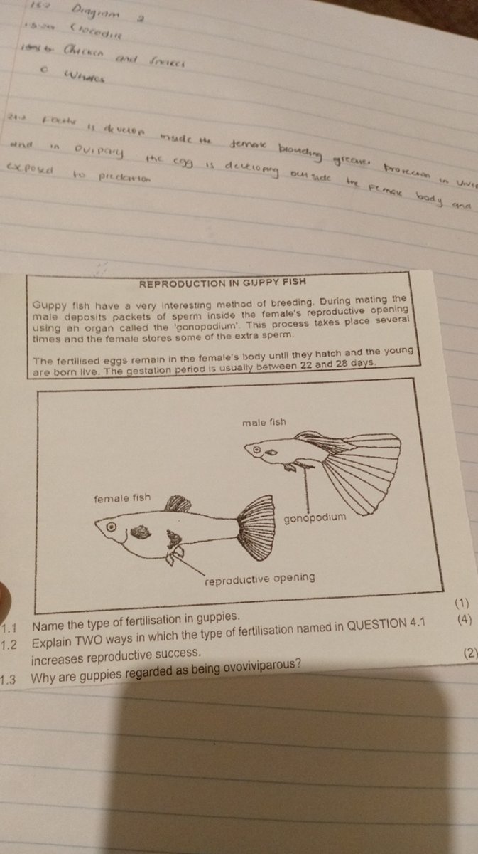 REPRODUCTION IN GUPPY FISH Guppy fish have a very interesting method of