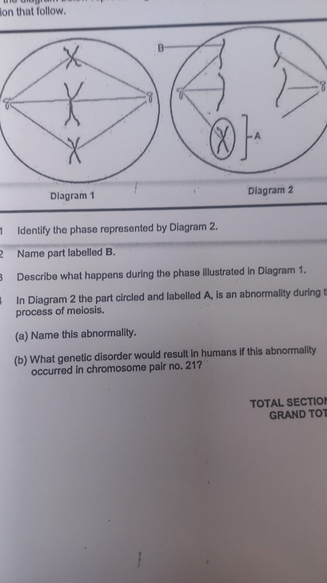 Here are two diagrams related to cell division: Diagram 1 shows chromoso..