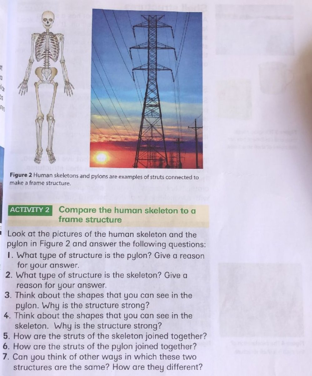Look at the pictures of the human skeleton and the pylon in Figure 2 and