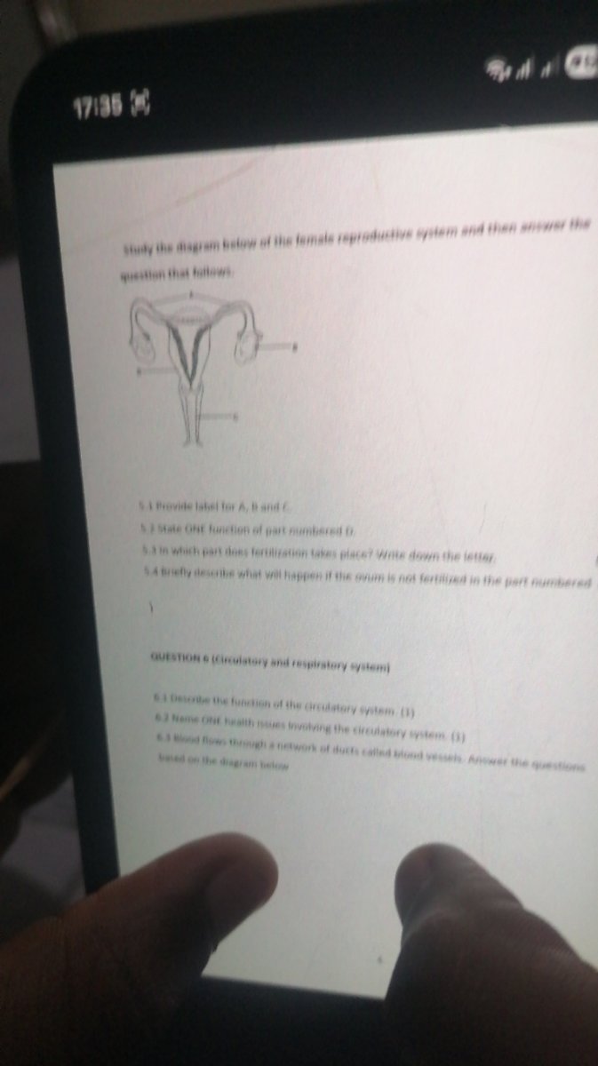 Study the diagram below of the female reproductive system and then answer..