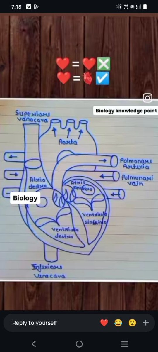 The image shows a diagram of the human heart with some labels in a mix of..