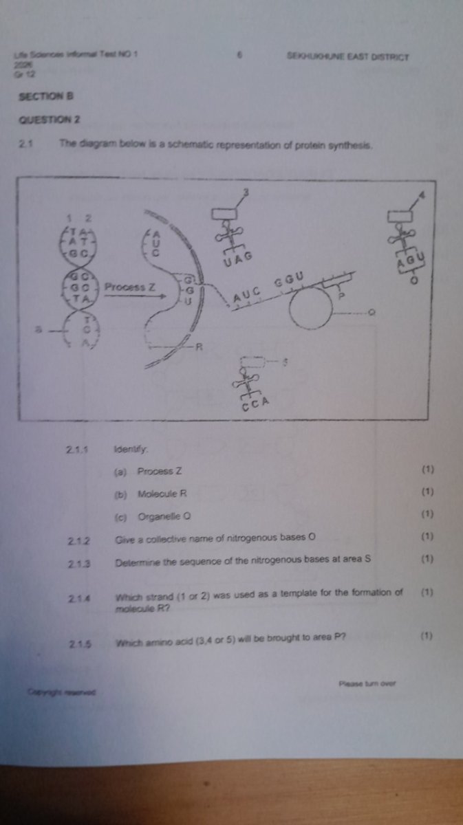 SECTION B QUESTION 2 2.1 The diagram below is a schematic representation..