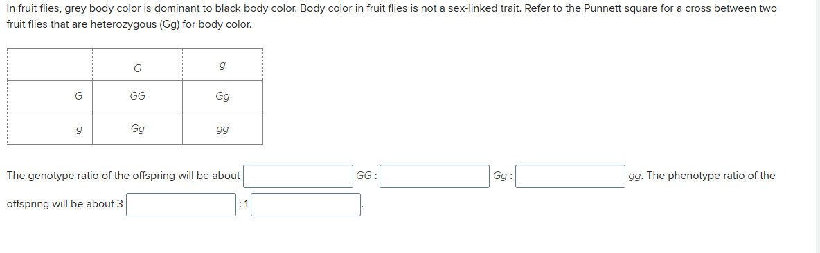 In fruit flies, grey body color is dominant to black body color. Body col..