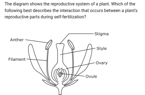 The diagram shows the reproductive system of a plant. Which of the follow..