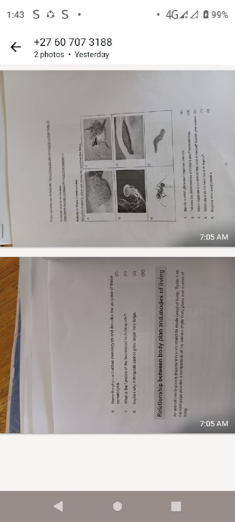 Activity 2: Phyla Invertebrata Study the diagrams below and answer the qu..