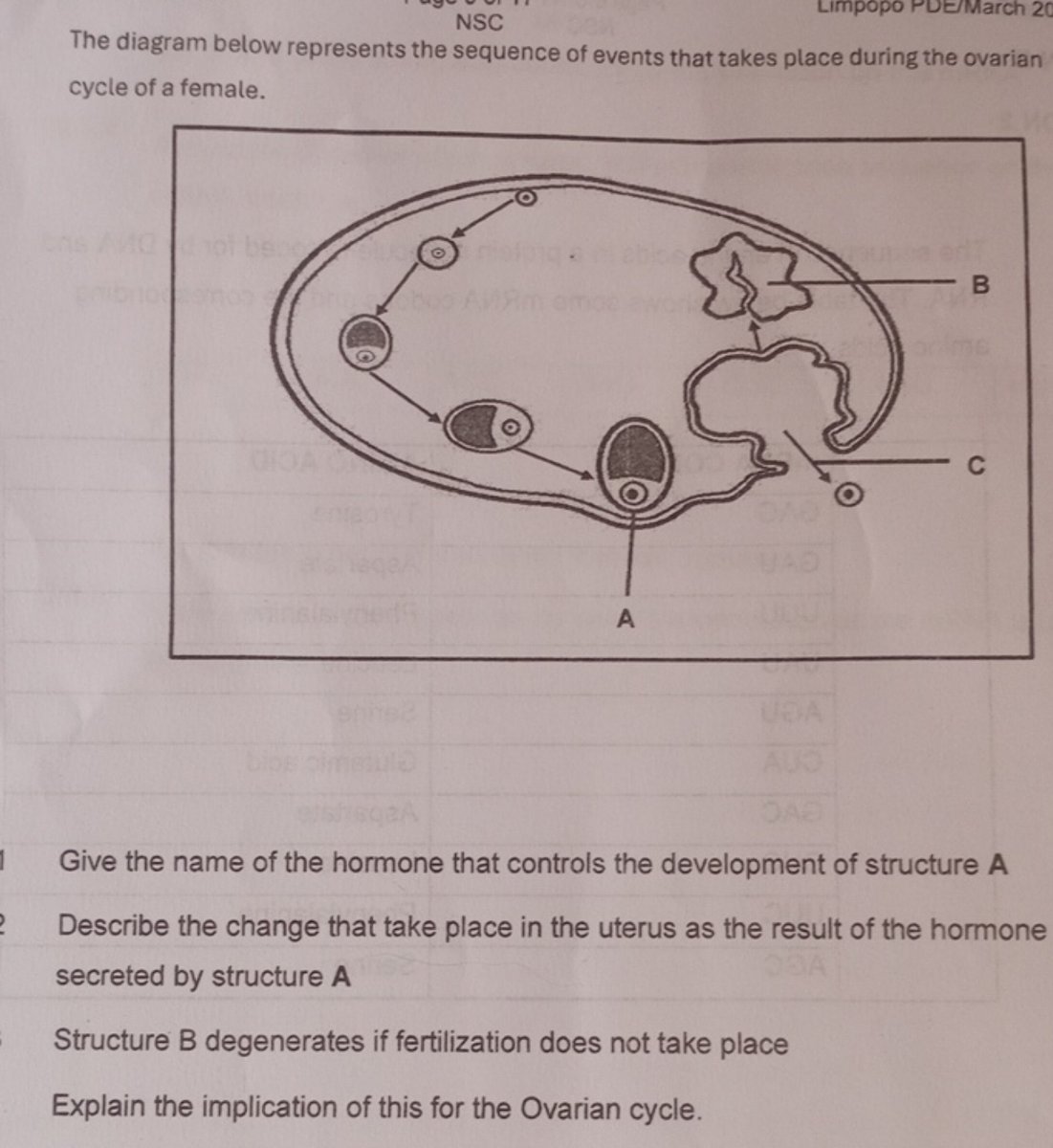 The diagram below represents the sequence of events that takes place duri..