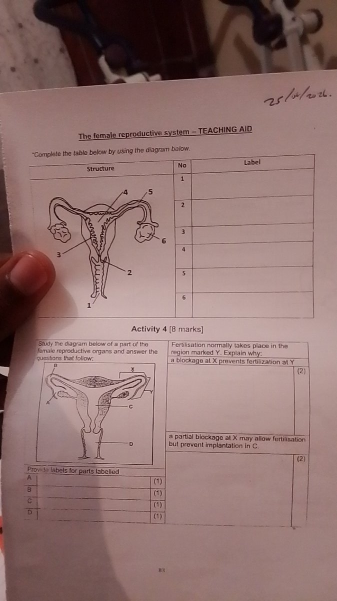 The female reproductive system - TEACHING AID Complete the table below b..