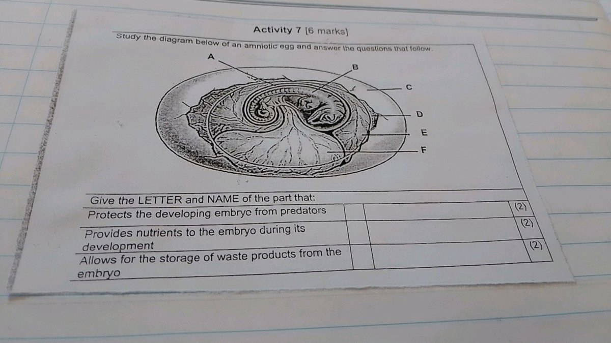 Activity 7 [6 marks] Study the diagram below of an amniotic egg and answe..